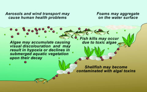 What are Harmful Algae - Harmful Algal Bloom Programme